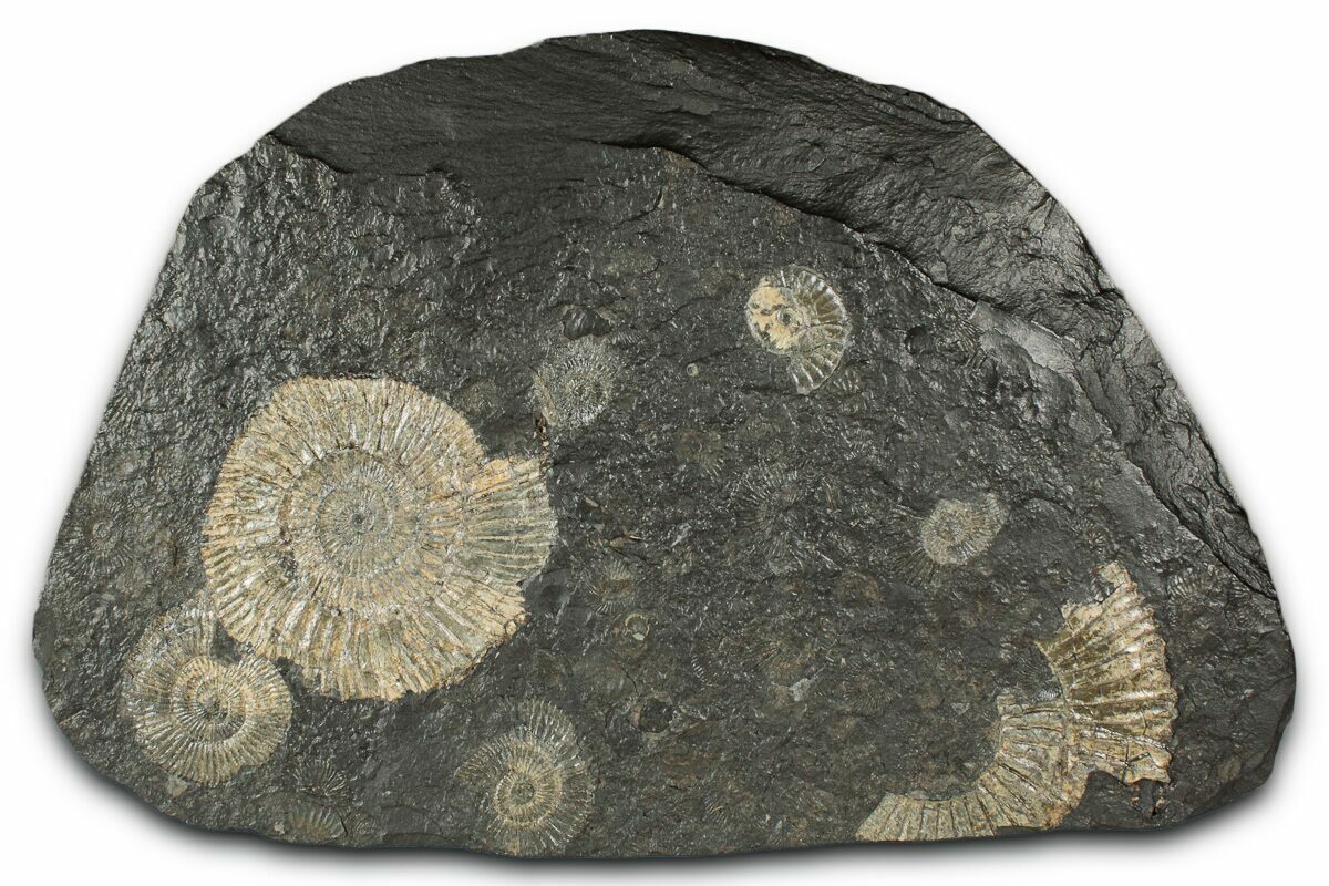 8.4" Fossil Ammonite Cluster - Posidonia Shale, Germany (#343456) For ...