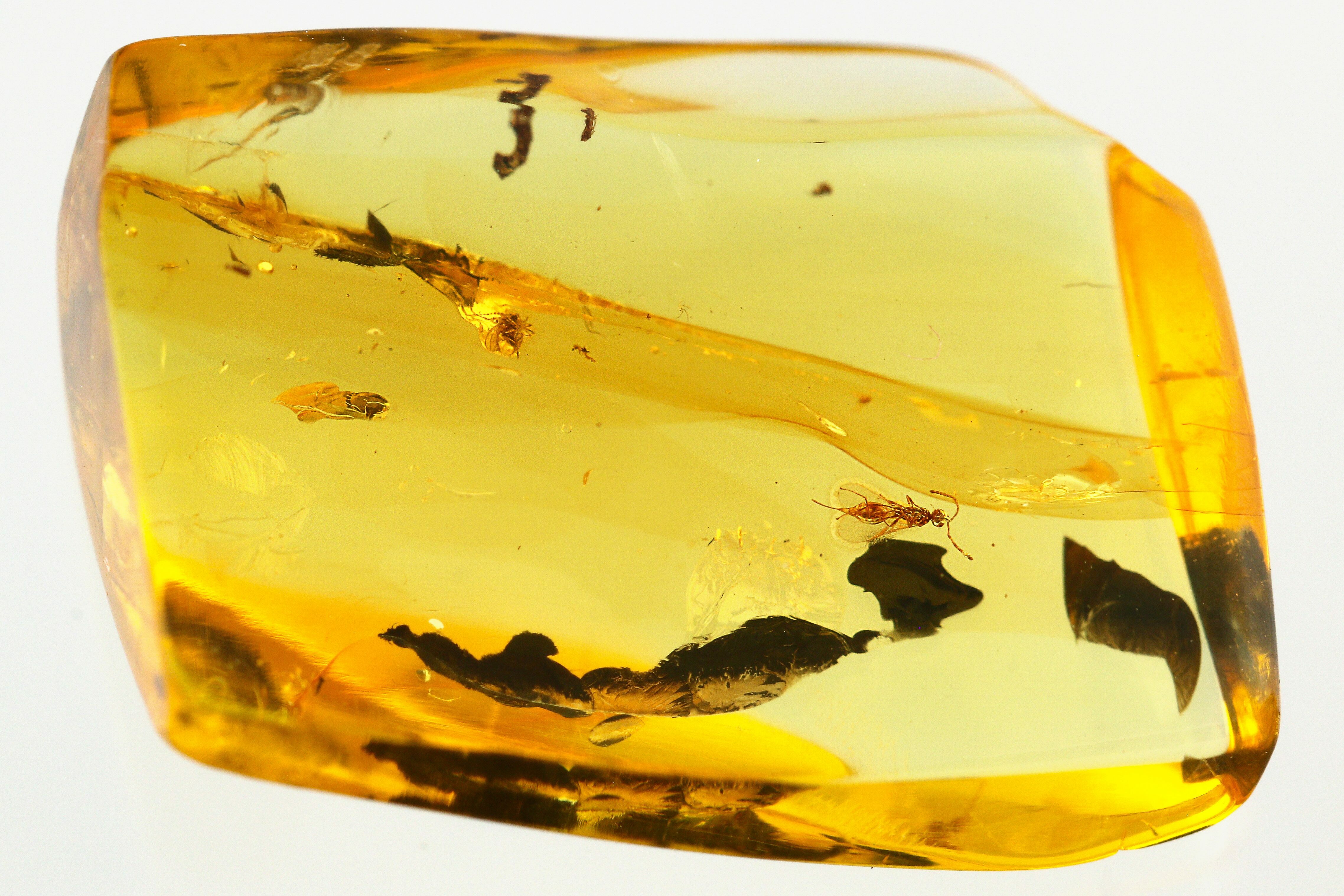 Detailed Fossil Parasitoid Wasp and Gall Midge in Baltic Amber (#343279 ...