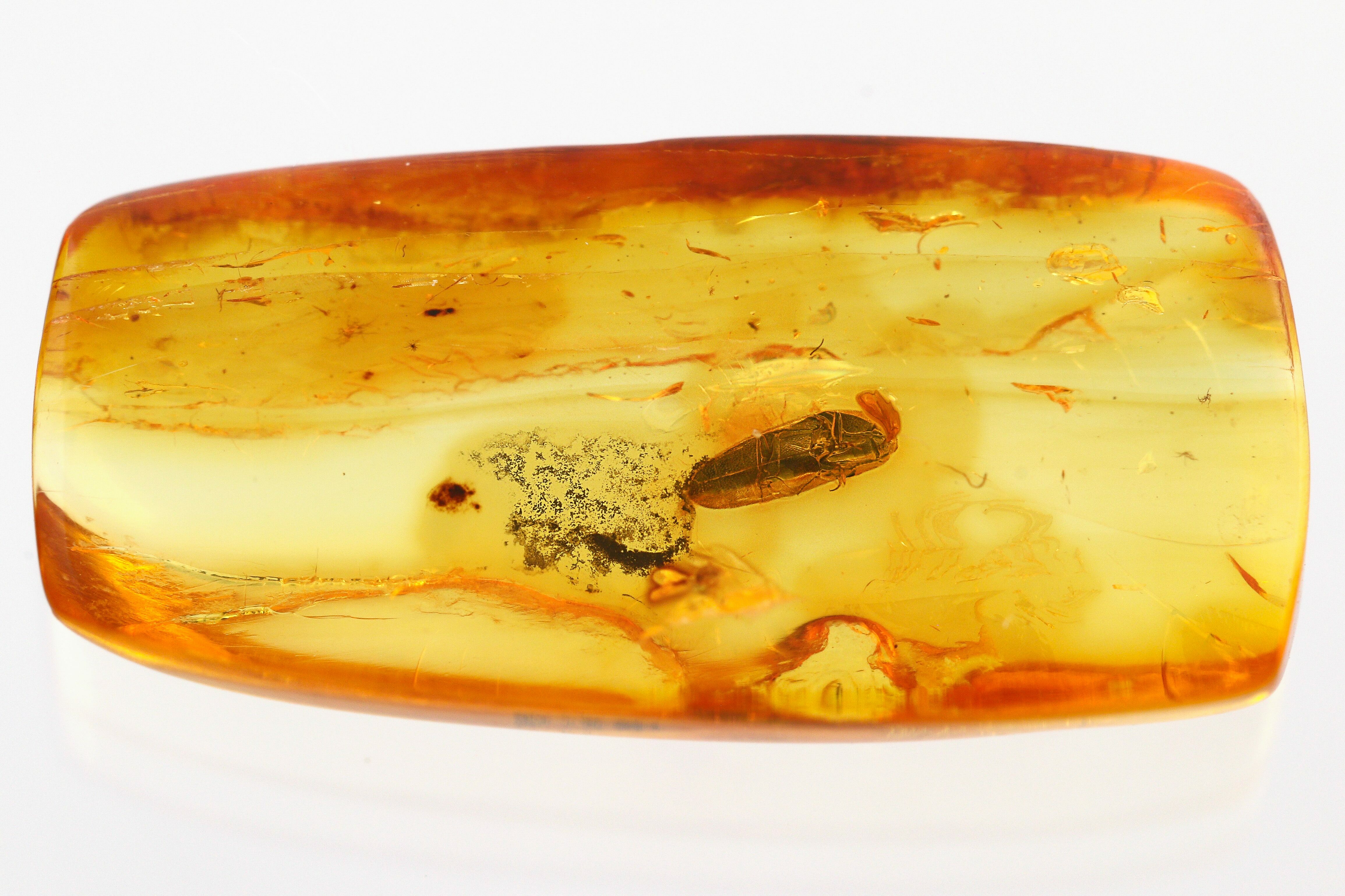 Detailed Fossil False Click Beetle (Throscidae) in Baltic Amber ...