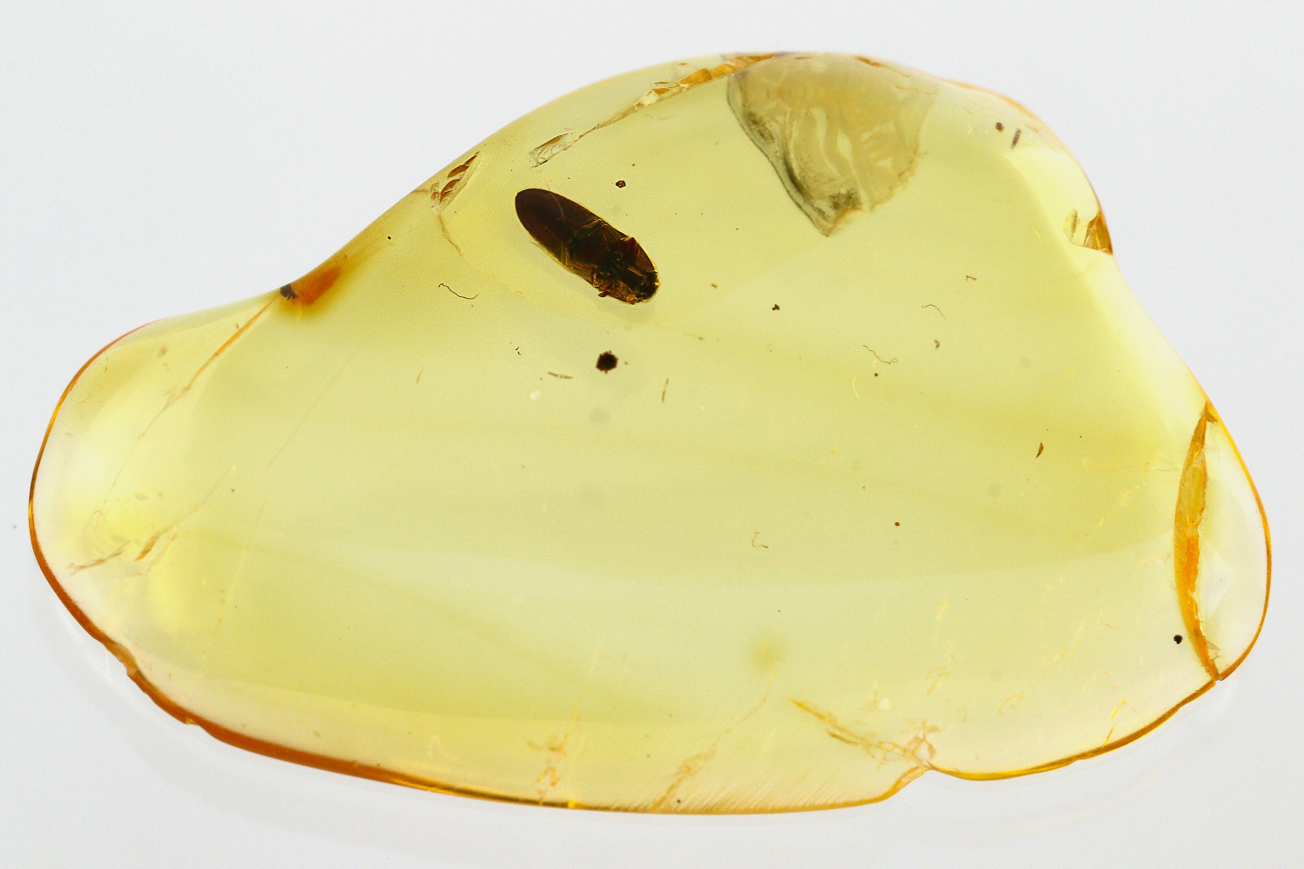 Detailed Fossil False Click Beetle (Throscidae) in Baltic Amber ...