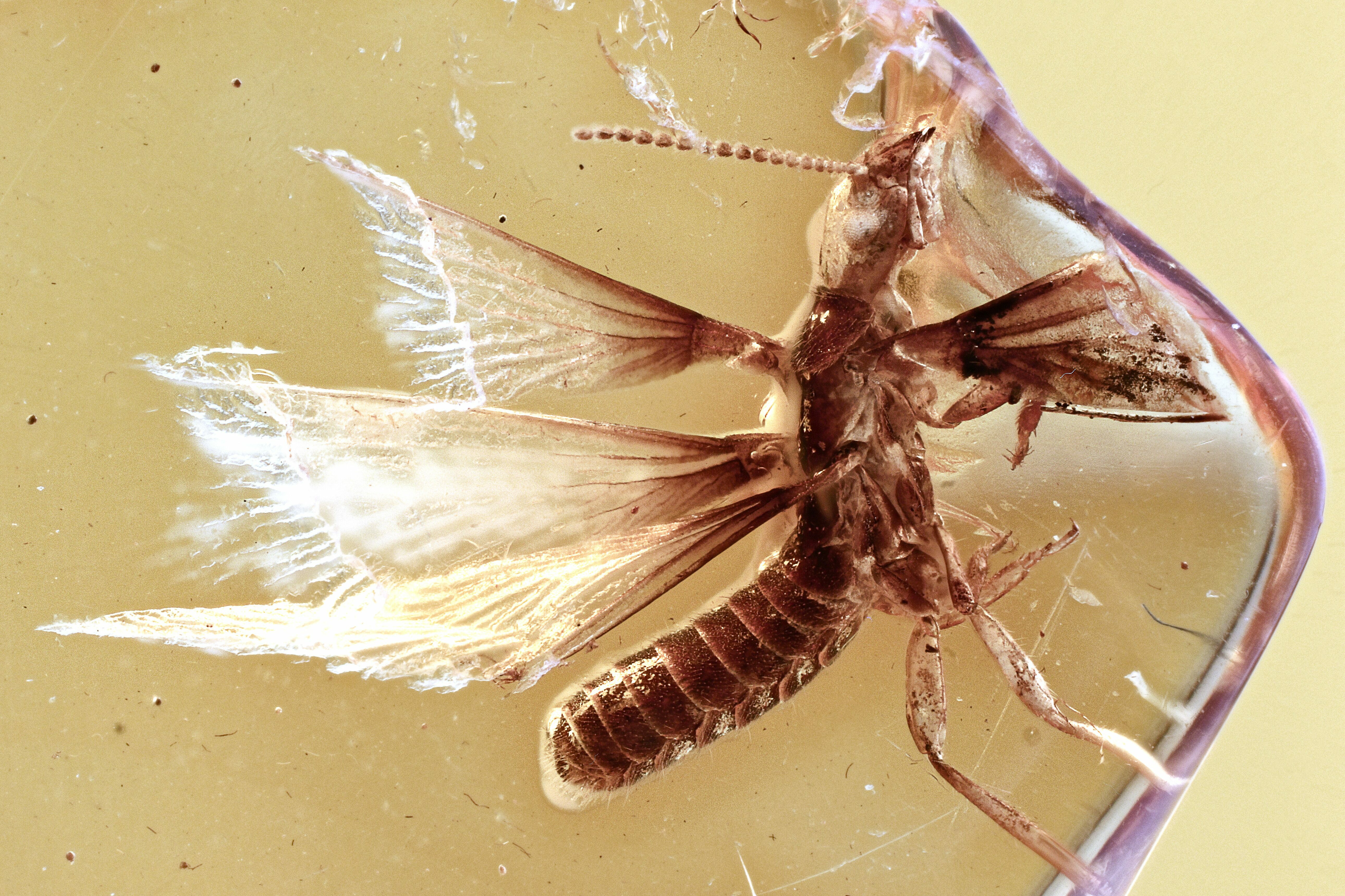 Detailed Fossil Winged Termite (Isoptera) In Baltic Amber (#343353) For ...