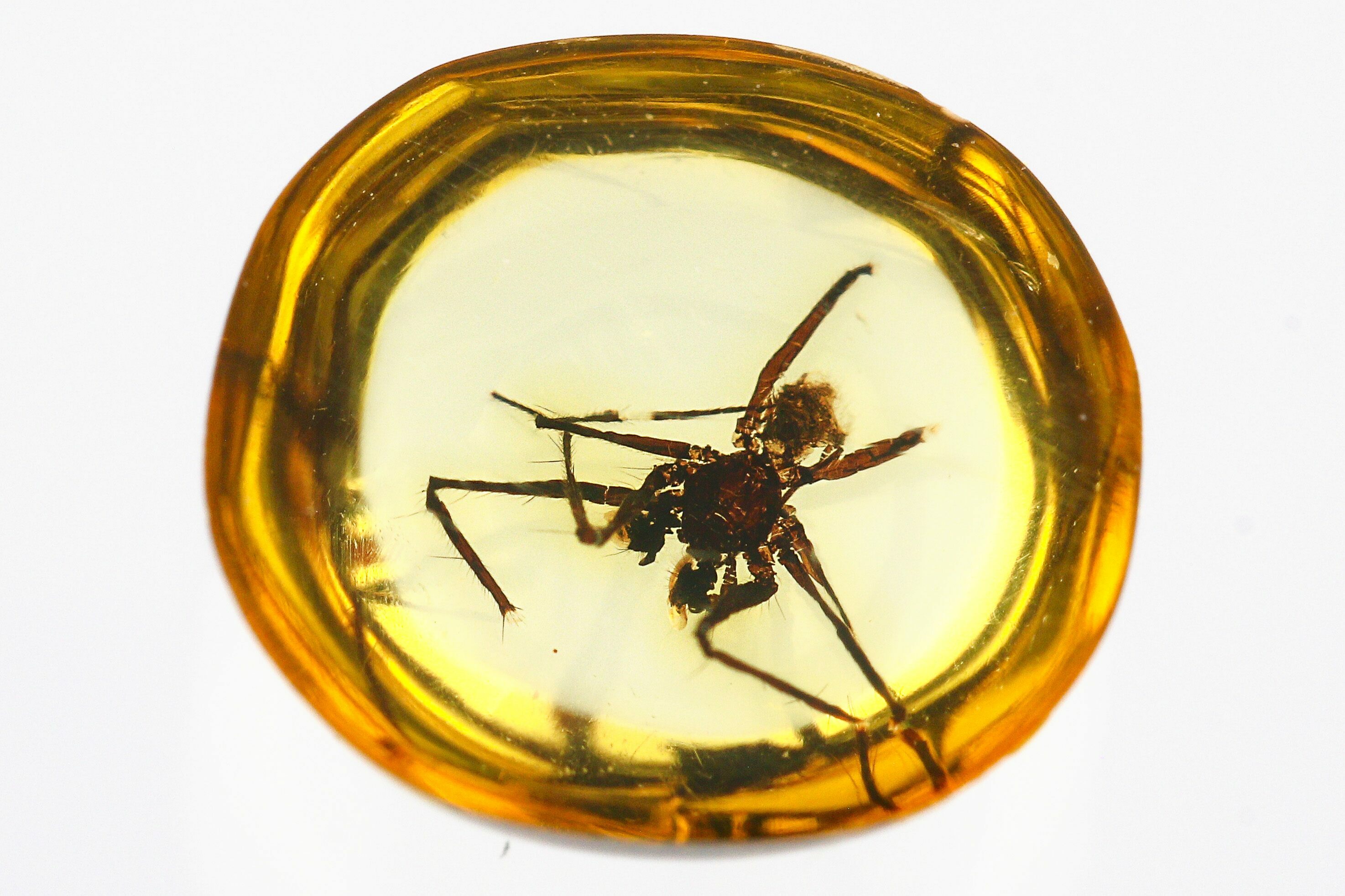 Detailed Fossil Spider (Araneae) In Baltic Amber - Jewelry Quality ...