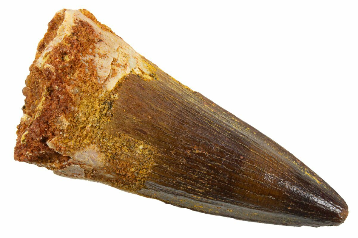 2.21" Fossil Spinosaurus Tooth - Real Dinosaur Tooth (#343517) For Sale ...