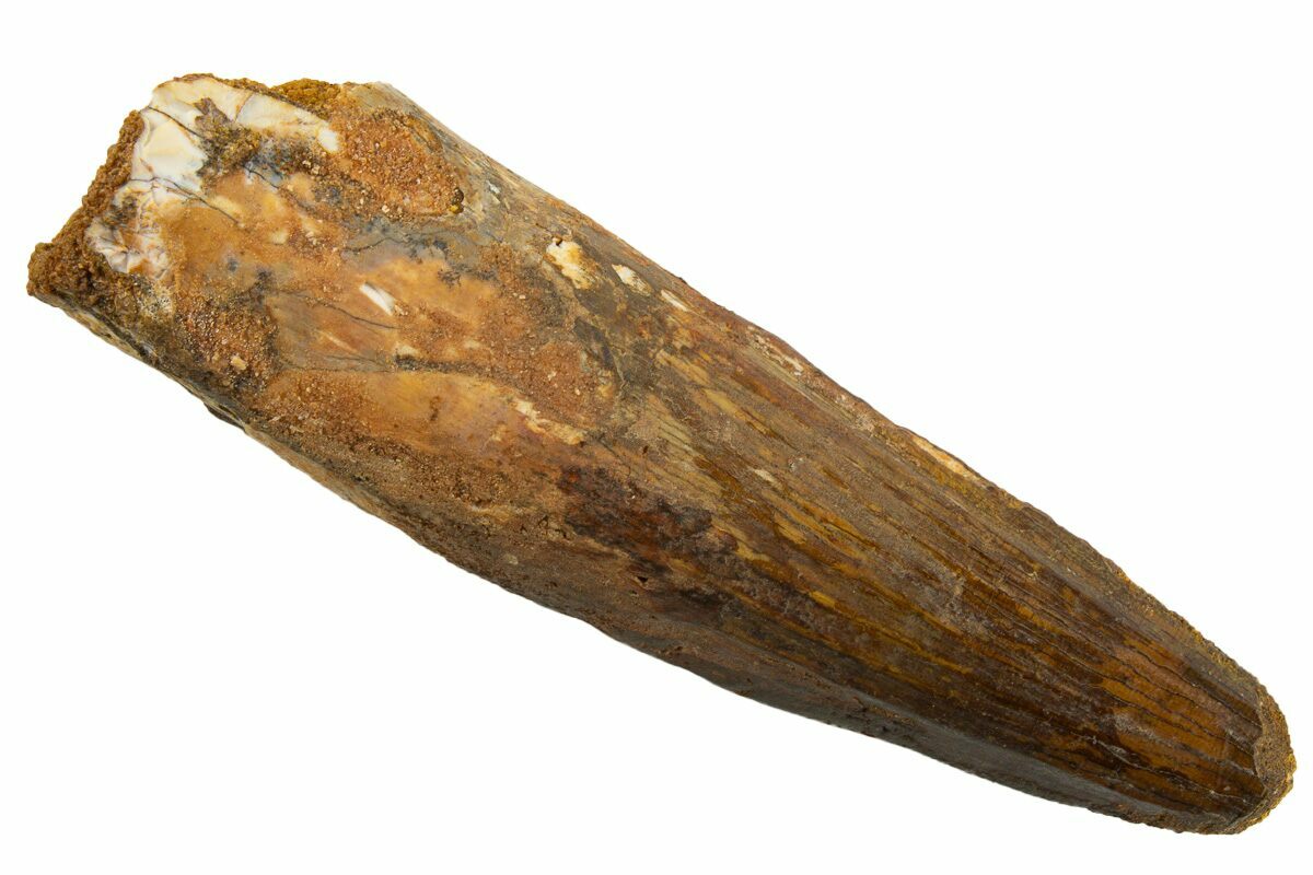 2.92" Fossil Spinosaurus Tooth - Real Dinosaur Tooth (#343518) For Sale ...