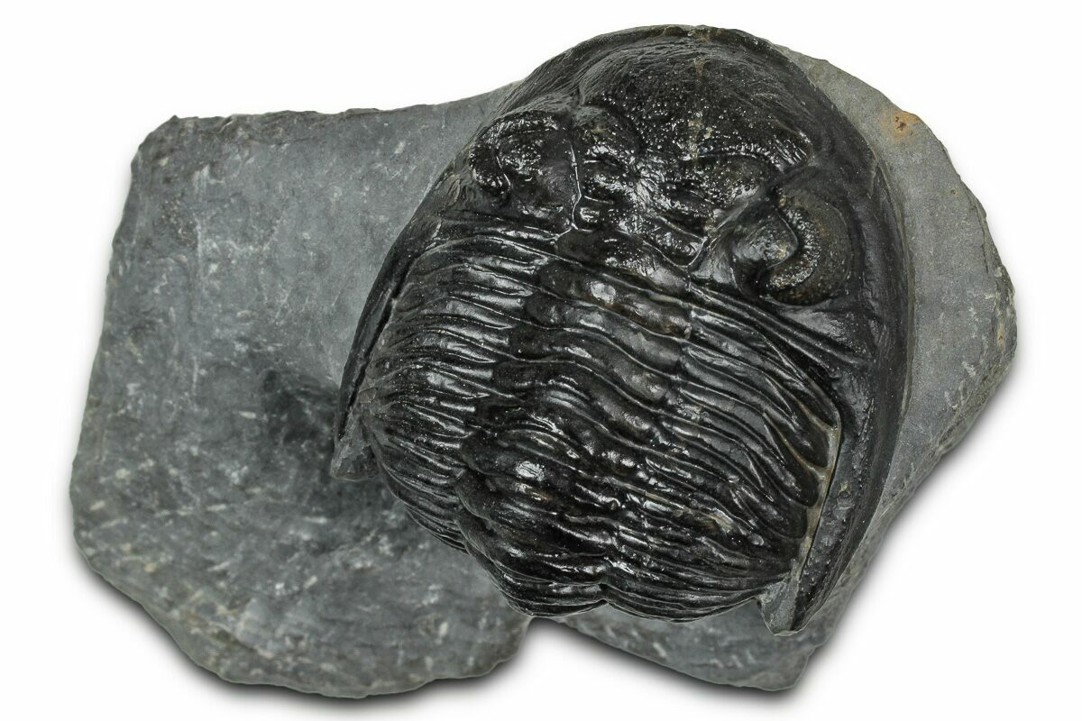 2.3" Curled Hollardops Trilobite Fossil - Ofaten, Morocco (#343272) For ...
