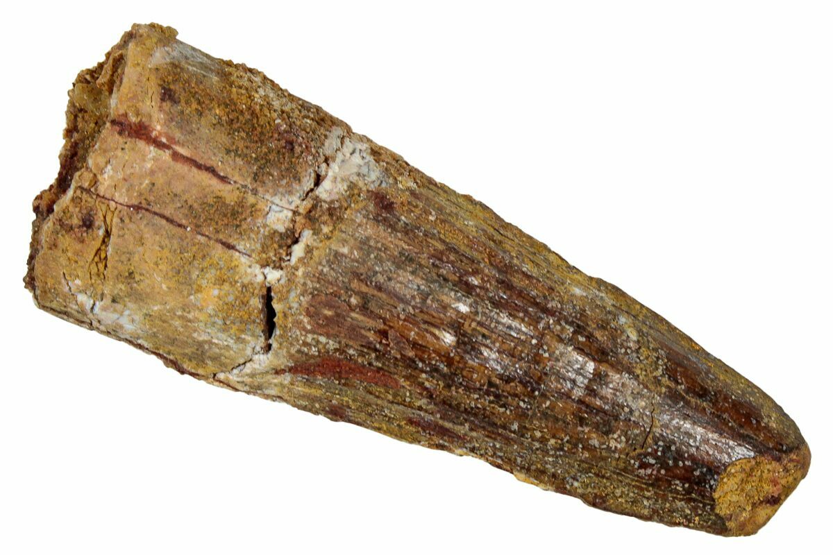 1.90" Fossil Spinosaurus Tooth - Real Dinosaur Tooth (#343477) For Sale ...