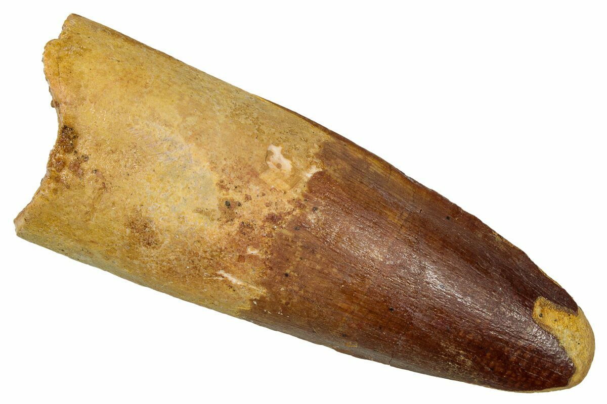 2.22" Fossil Spinosaurus Tooth - Feeding Worn Tip (#343488) For Sale ...