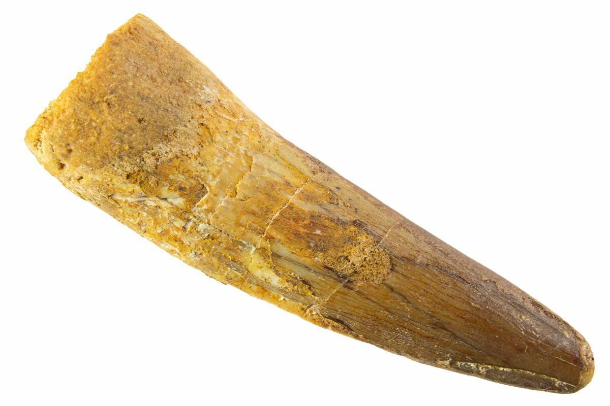 2.14" Fossil Spinosaurus Tooth - Real Dinosaur Tooth (#343538) For Sale ...