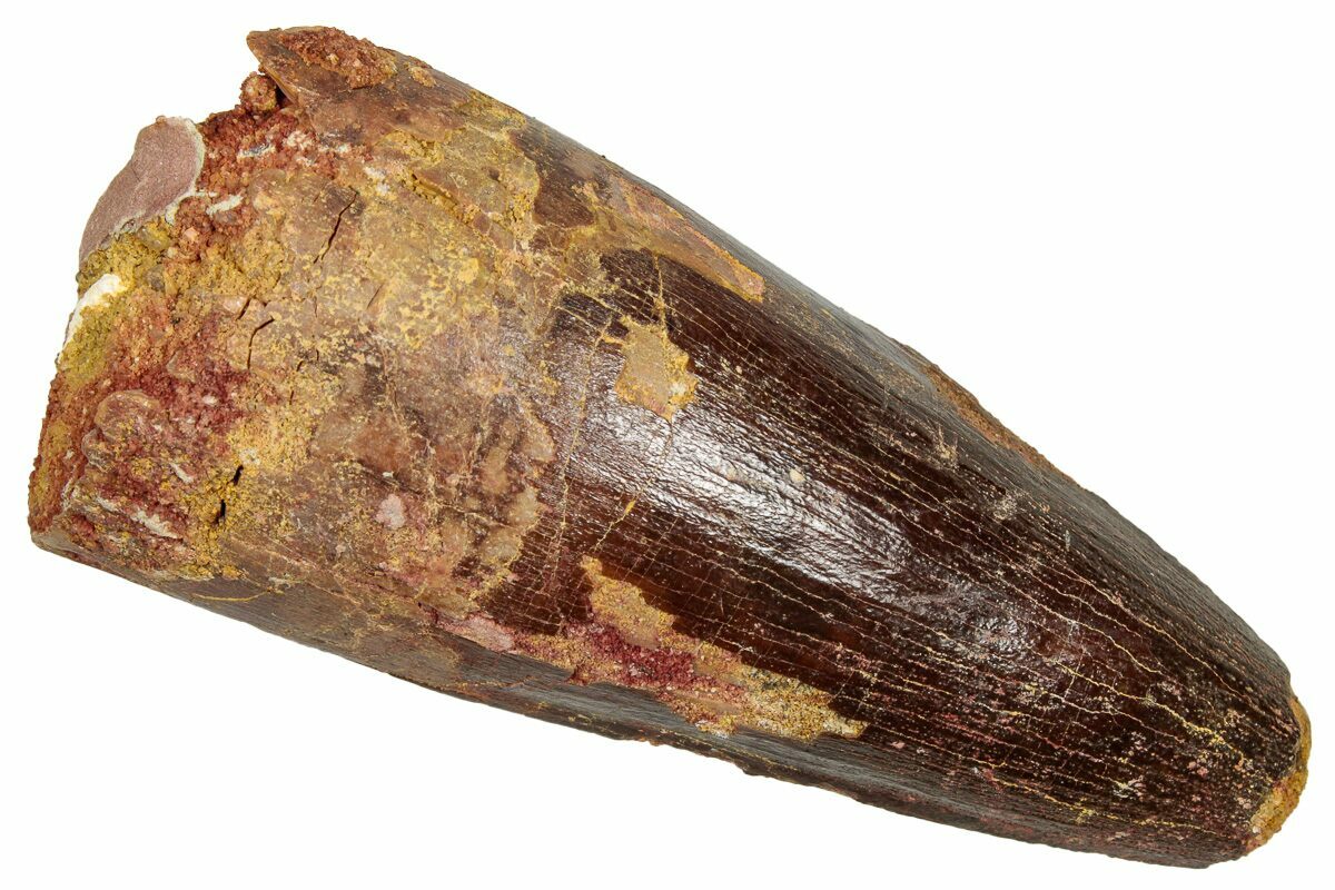 2.85" Fossil Spinosaurus Tooth - Feeding Worn Tip (#343632) For Sale ...