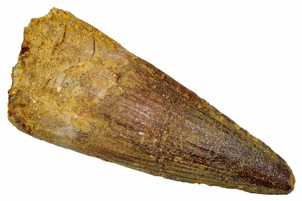 2.41" Fossil Spinosaurus Tooth - Real Dinosaur Tooth (#343637) For Sale ...