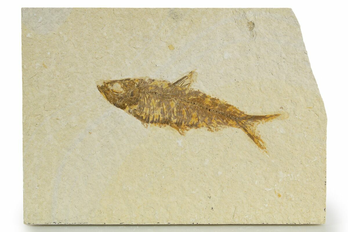 4.3" Detailed Fossil Fish (Knightia) - Wyoming (#340837) For Sale ...
