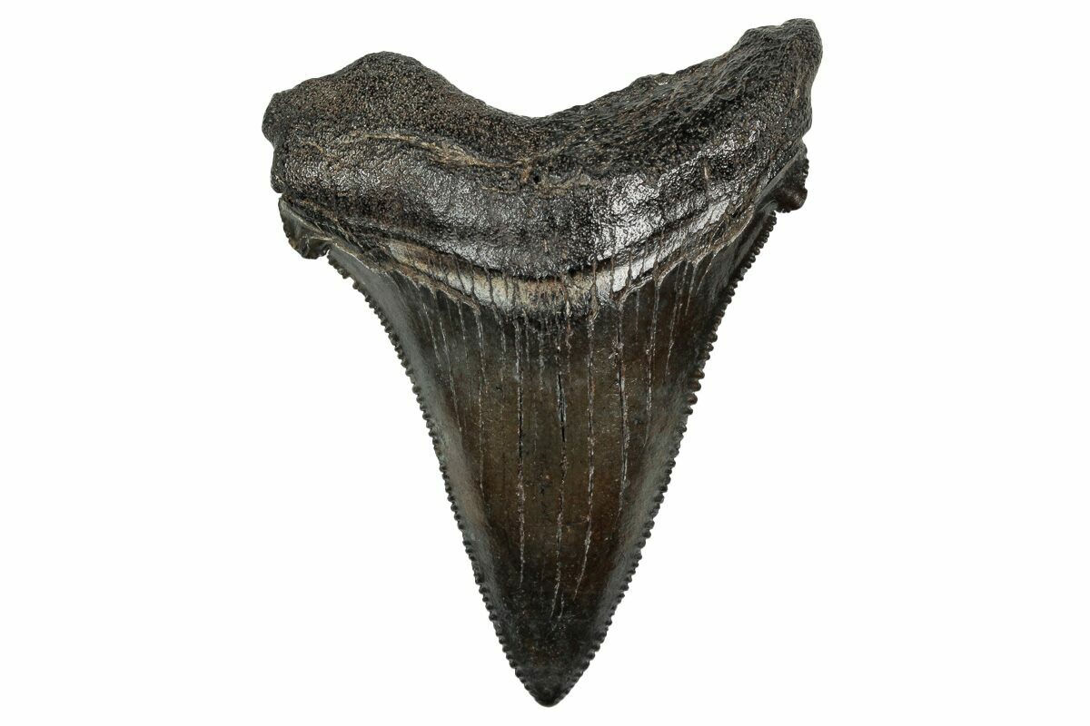 1.88" Serrated Angustidens Tooth - Megalodon Ancestor (#340399) For ...