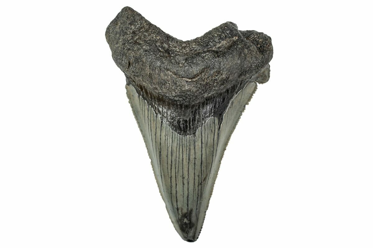 2.54" Serrated Angustidens Tooth - Megalodon Ancestor (#340405) For ...
