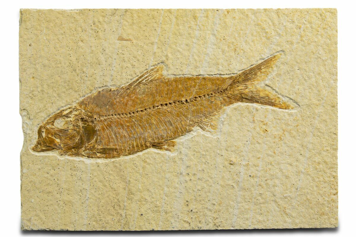 4.05" Detailed Fossil Fish (Knightia) - Wyoming (#333910) For Sale ...