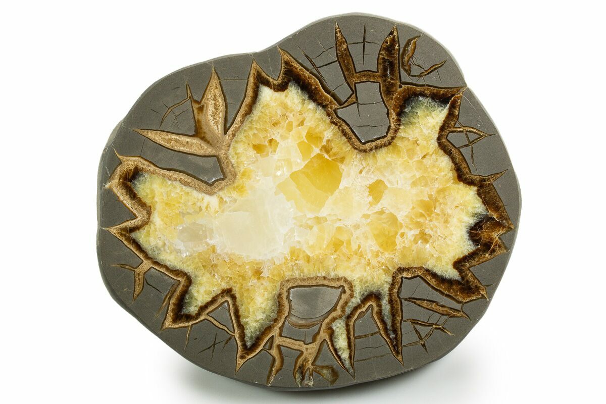 6.7" Polished Septarian Slab - Utah (#338211) For Sale - FossilEra.com