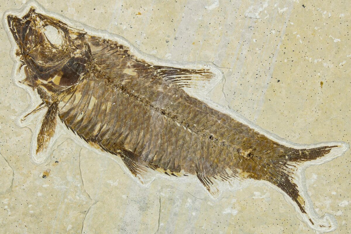 3.5" Detailed Fossil Fish (Knightia) - Wyoming (#344720) For Sale ...