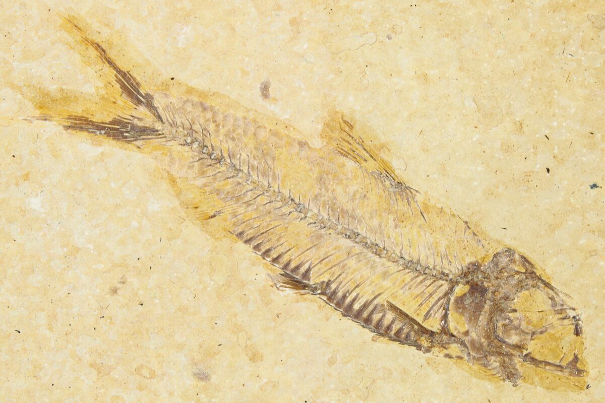 2.1" Detailed Fossil Fish (Knightia) - Wyoming (#344432) For Sale ...