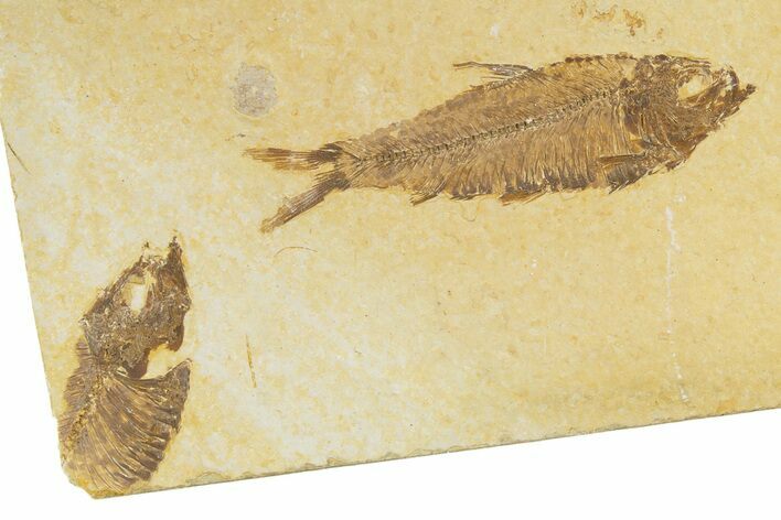 2.6" Detailed Fossil Fish (Knightia) - Wyoming (#345377) For Sale ...