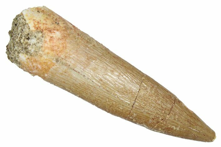 1.47" Fossil Plesiosaur (Zarafasaura) Tooth - Morocco (#344240) For ...