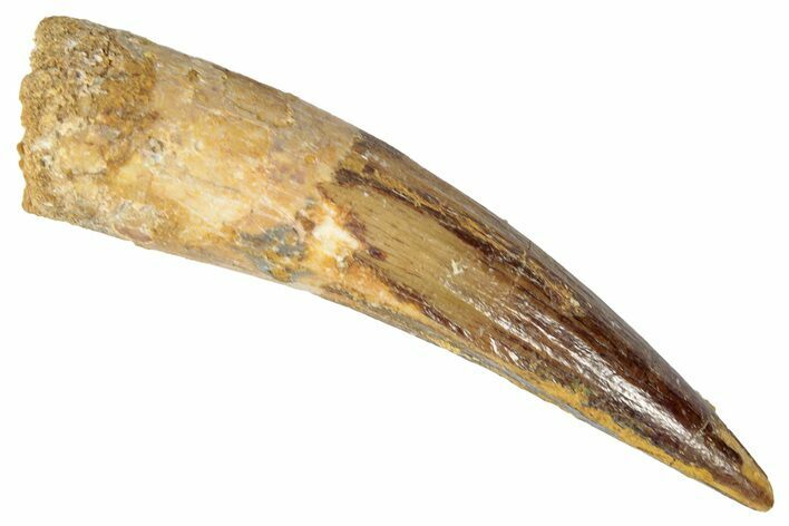 2.48" Fossil Spinosaurus Tooth - Real Dinosaur Tooth (#346299) For Sale ...