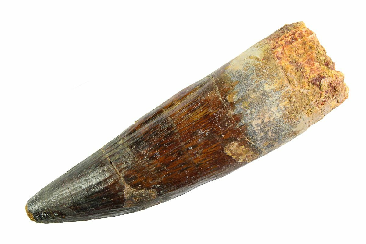 4.39" Real Fossil Spinosaurus Tooth - Huge Dinosaur Tooth (#346748) For ...
