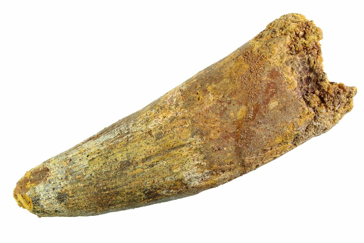 5.19" Real Fossil Spinosaurus Tooth - Huge Dinosaur Tooth (#346752) For ...