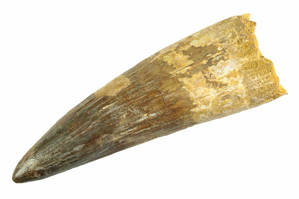 4.97" Real Fossil Spinosaurus Tooth - Huge Dinosaur Tooth (#346759) For ...
