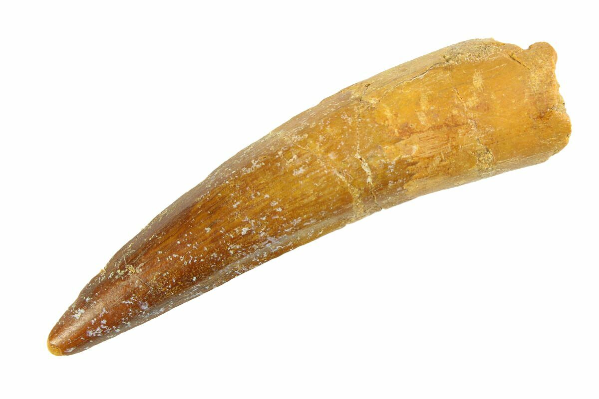 2.36" Fossil Spinosaurus Tooth - Real Dinosaur Tooth (#346773) For Sale ...