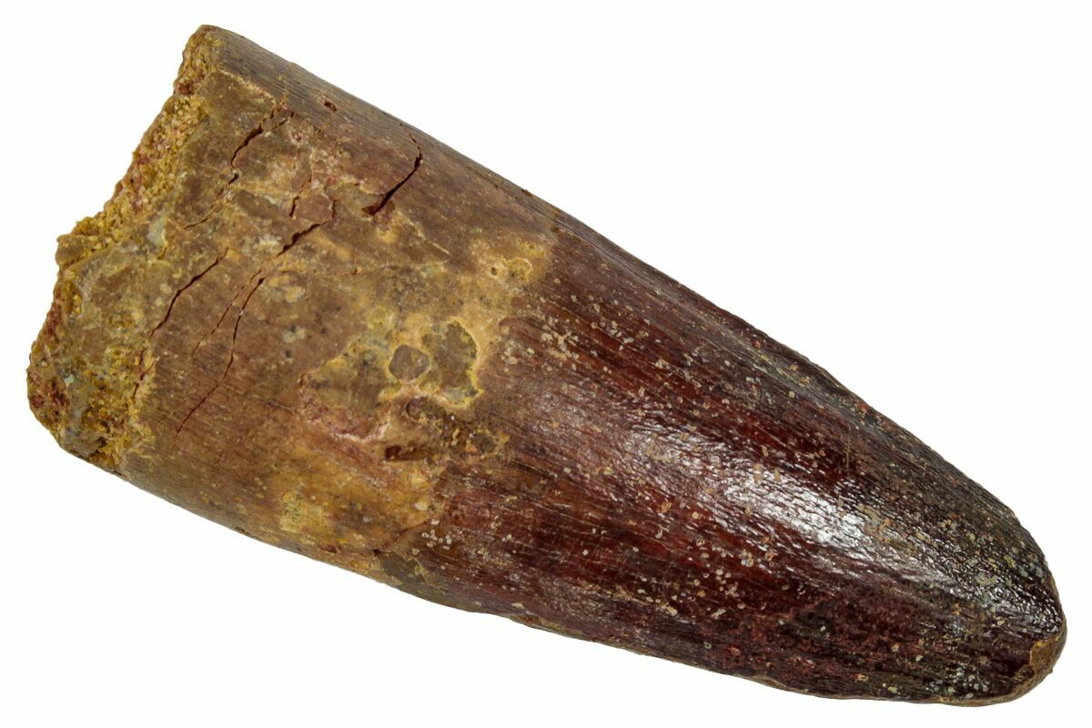 1.64" Fossil Spinosaurus Tooth - Real Dinosaur Tooth (#346799) For Sale ...