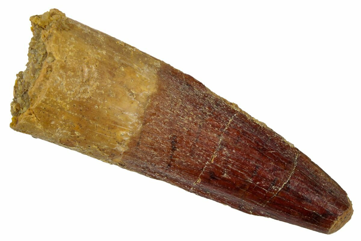 1.77" Fossil Spinosaurus Tooth - Real Dinosaur Tooth (#346805) For Sale ...