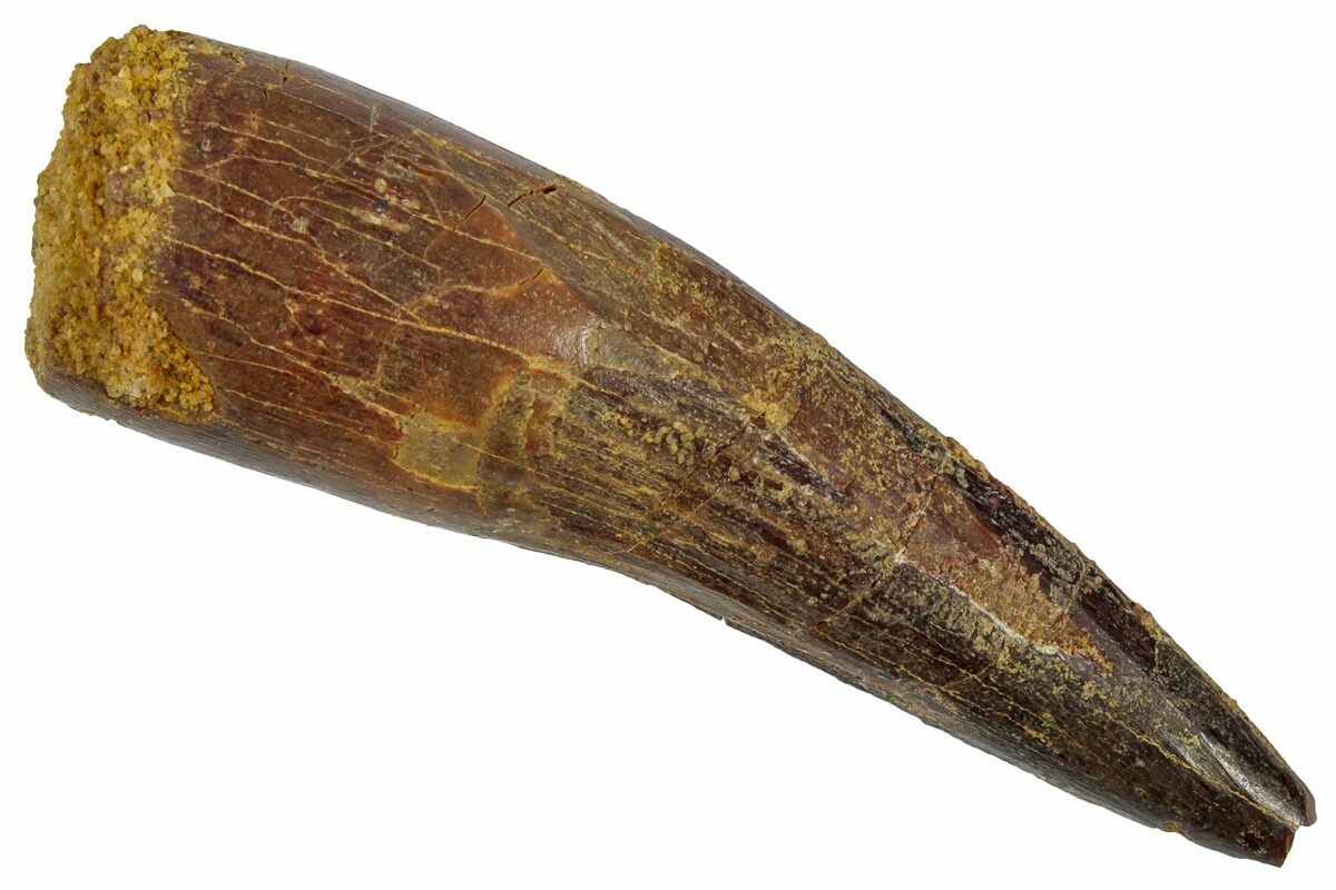 2.06" Fossil Spinosaurus Tooth - Real Dinosaur Tooth (#346869) For Sale ...