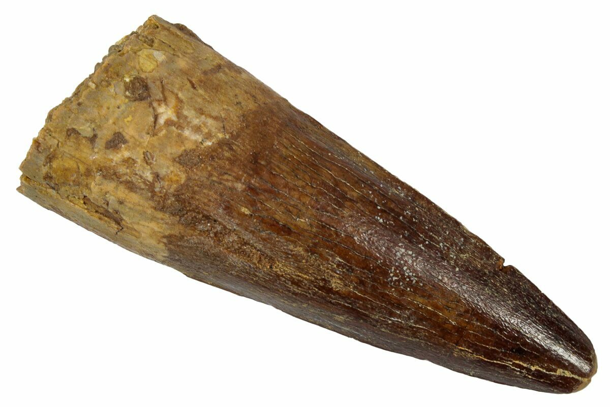 1.83" Fossil Spinosaurus Tooth - Real Dinosaur Tooth (#346870) For Sale ...