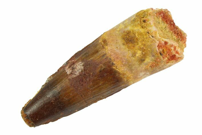 2.09" Fossil Spinosaurus Tooth - Real Dinosaur Tooth (#346877) For Sale ...