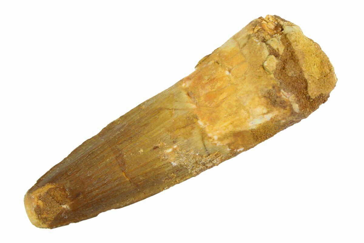 1.93" Fossil Spinosaurus Tooth - Real Dinosaur Tooth (#346879) For Sale ...