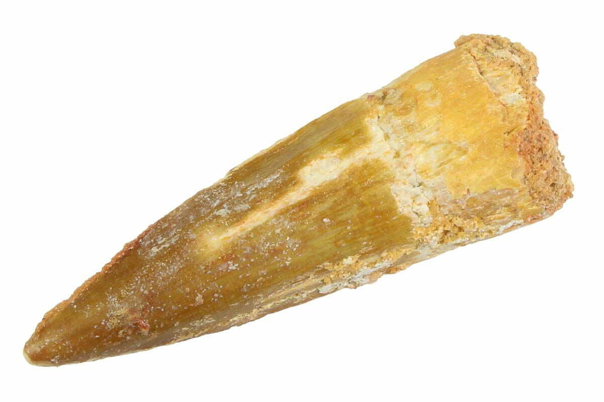 1.80" Fossil Spinosaurus Tooth - Real Dinosaur Tooth (#346893) For Sale ...