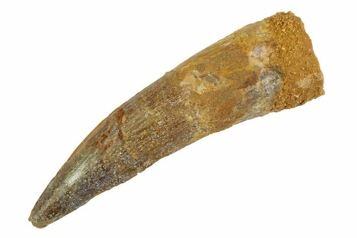 2.47" Fossil Spinosaurus Tooth - Real Dinosaur Tooth (#346897) For Sale ...
