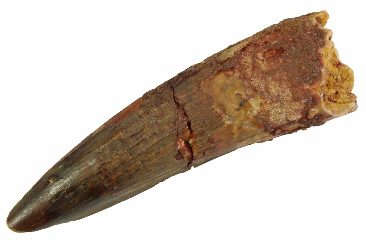 2.09" Fossil Spinosaurus Tooth - Real Dinosaur Tooth (#346899) For Sale ...