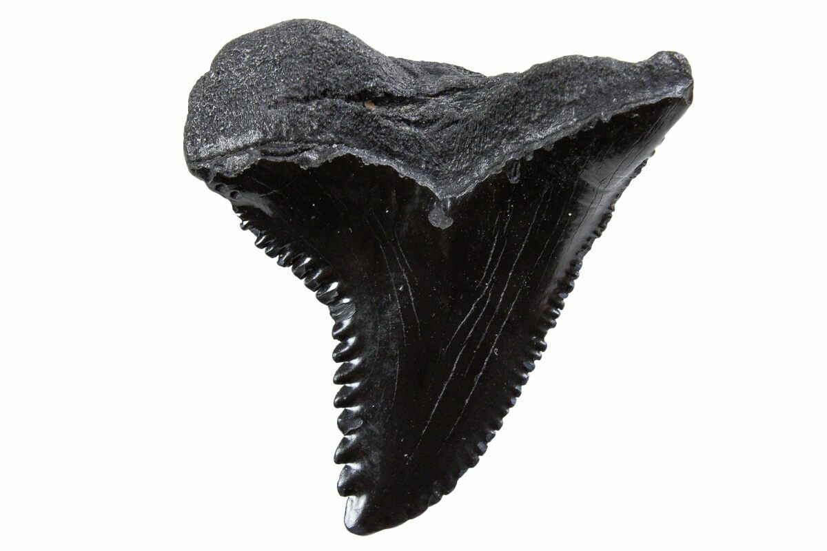 Large, 1.56" Snaggletooth Shark (Hemipristis) Tooth - South Carolina ...