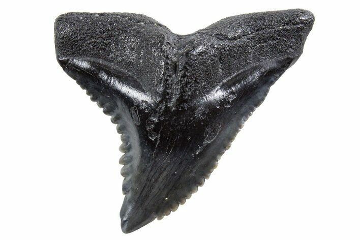 1.15" Snaggletooth Shark (Hemipristis) Tooth - South Carolina (#347023 ...