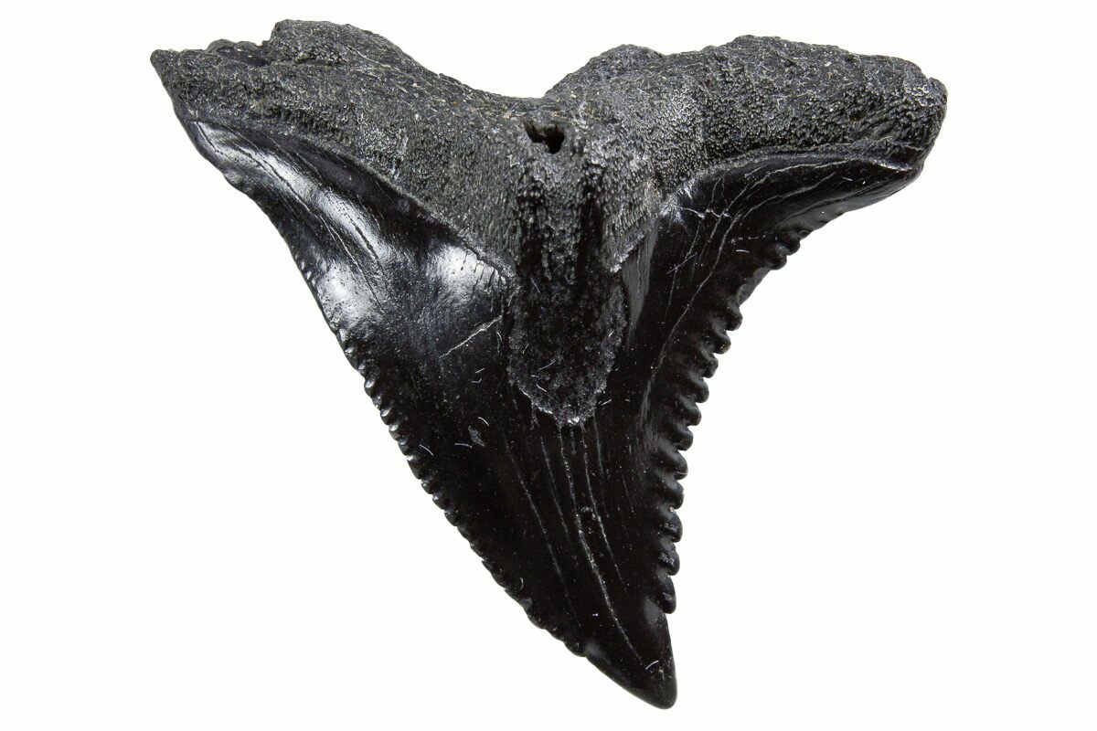 Large, 1.47" Snaggletooth Shark (Hemipristis) Tooth - South Carolina ...