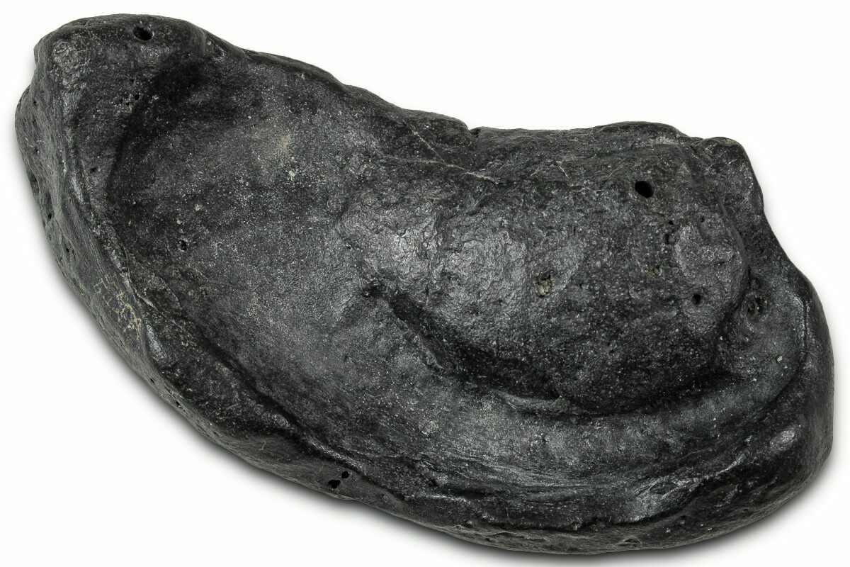 3.6" Fossil Whale Ear Bone - South Carolina (#346977) For Sale ...