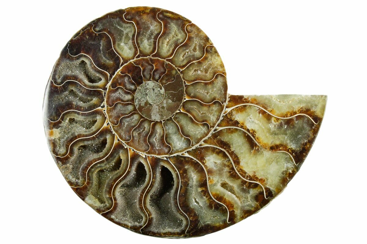6.3" Cut & Polished Ammonite Fossil (Half) - Madagascar (#347536) For ...