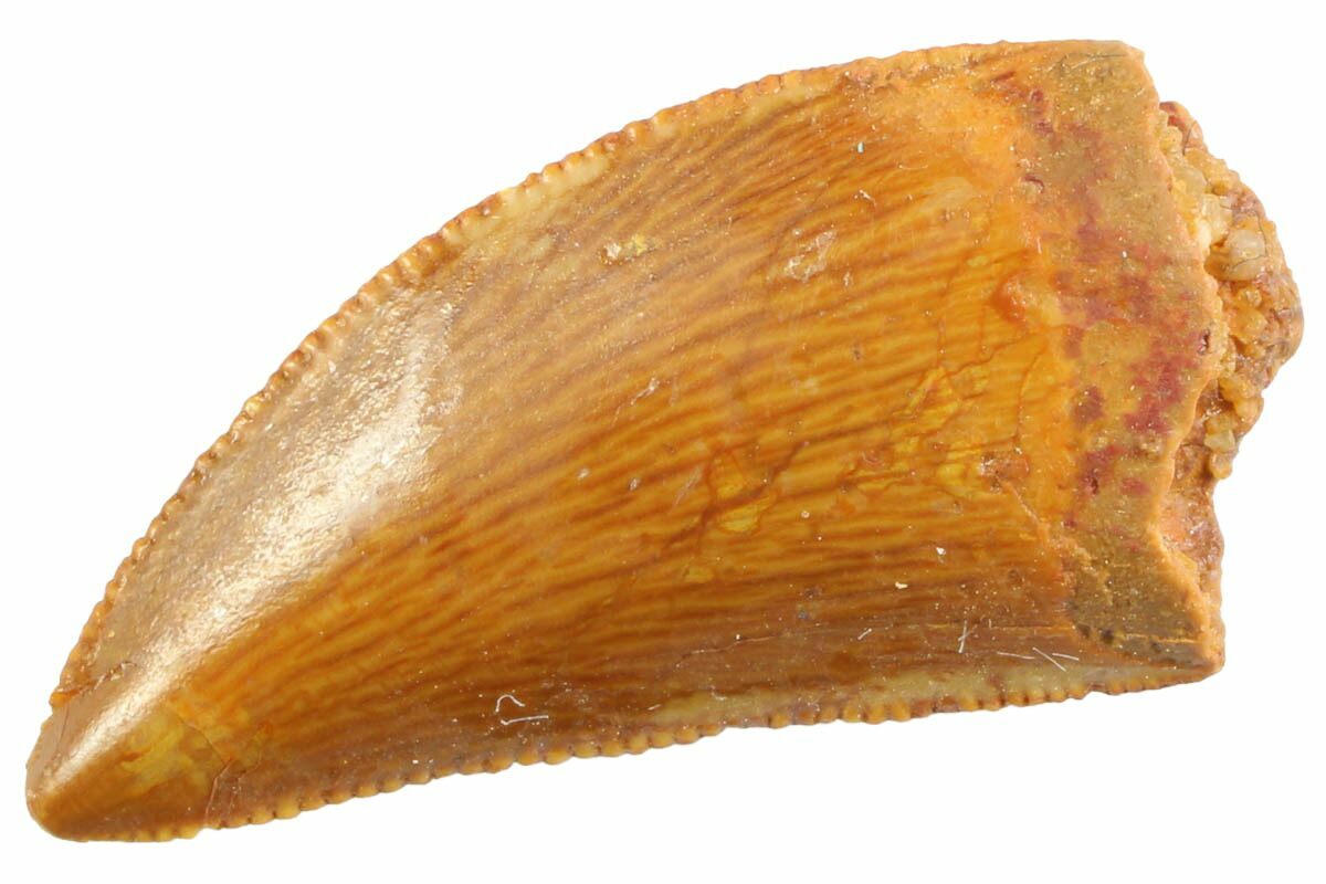 Serrated .73" Raptor Tooth - Real Dinosaur Tooth (#347062) For Sale ...