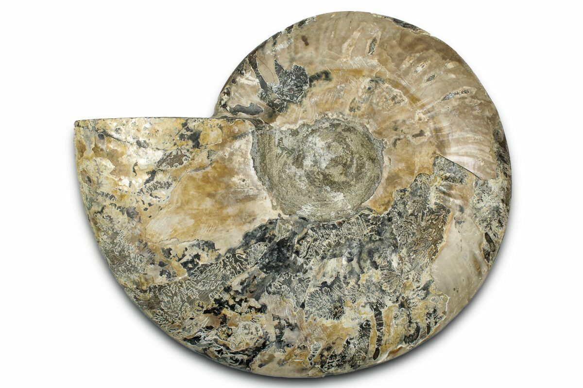 8" Cut & Polished Ammonite Fossil (Half) - Madagascar (#347837) For ...