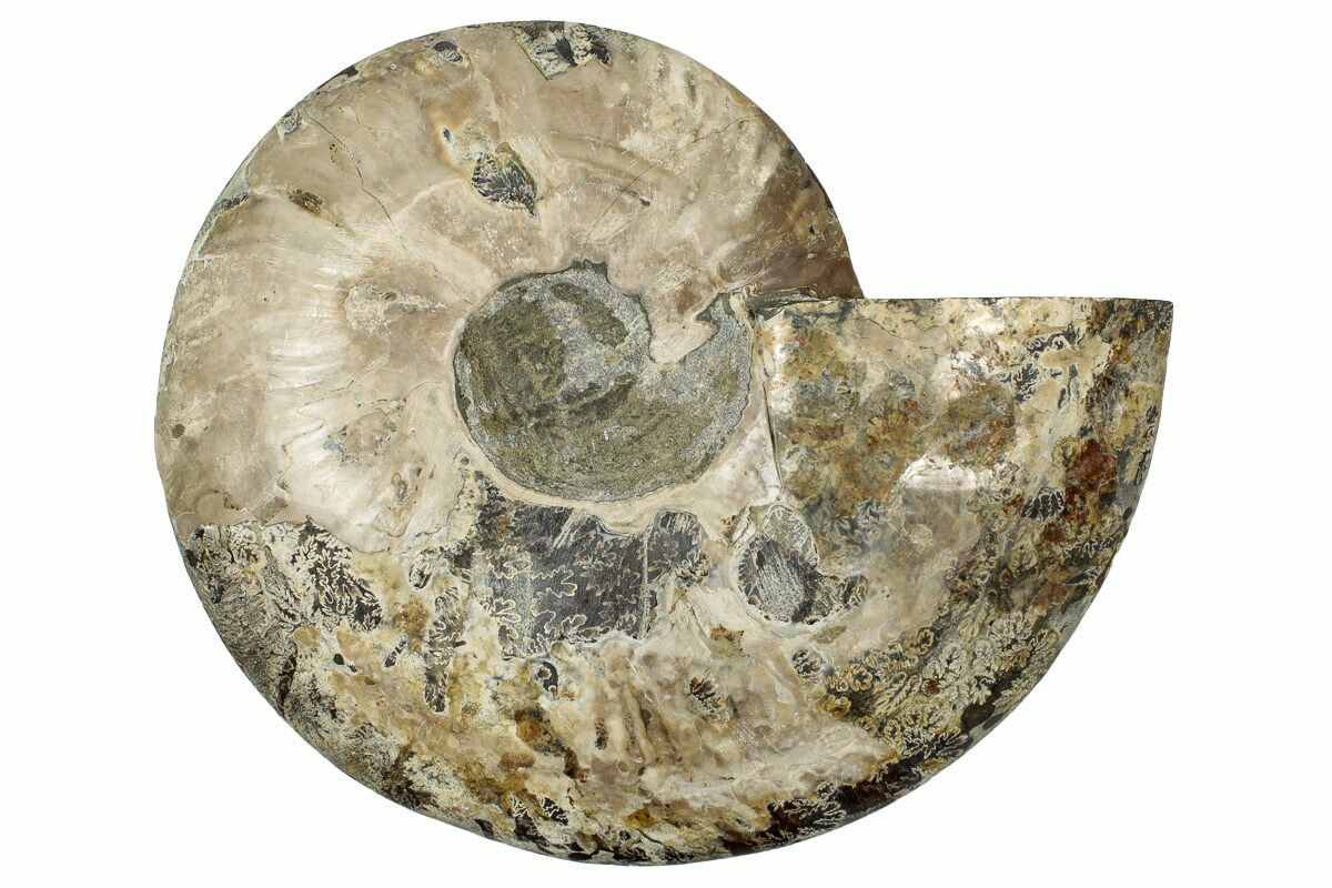 8" Cut & Polished Ammonite Fossil (Half) - Madagascar (#347838) For ...