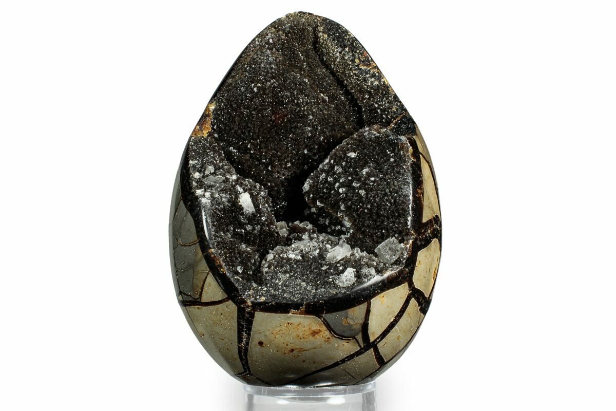 5.3" Septarian "Dragon Egg" Geode - Sparkly Black Crystals (#348448 ...