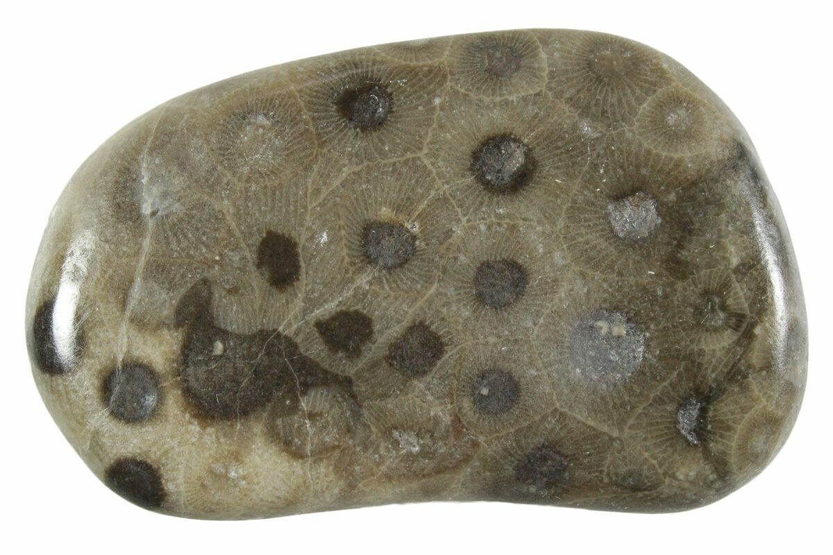 2.4" Polished Petoskey Stone (Fossil Coral) - Michigan (#348577) For ...