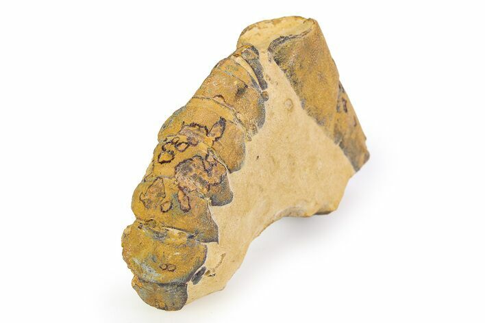 2.1" Eocene Lobster (Hoploparia) Fossil - England (#351027) For Sale ...