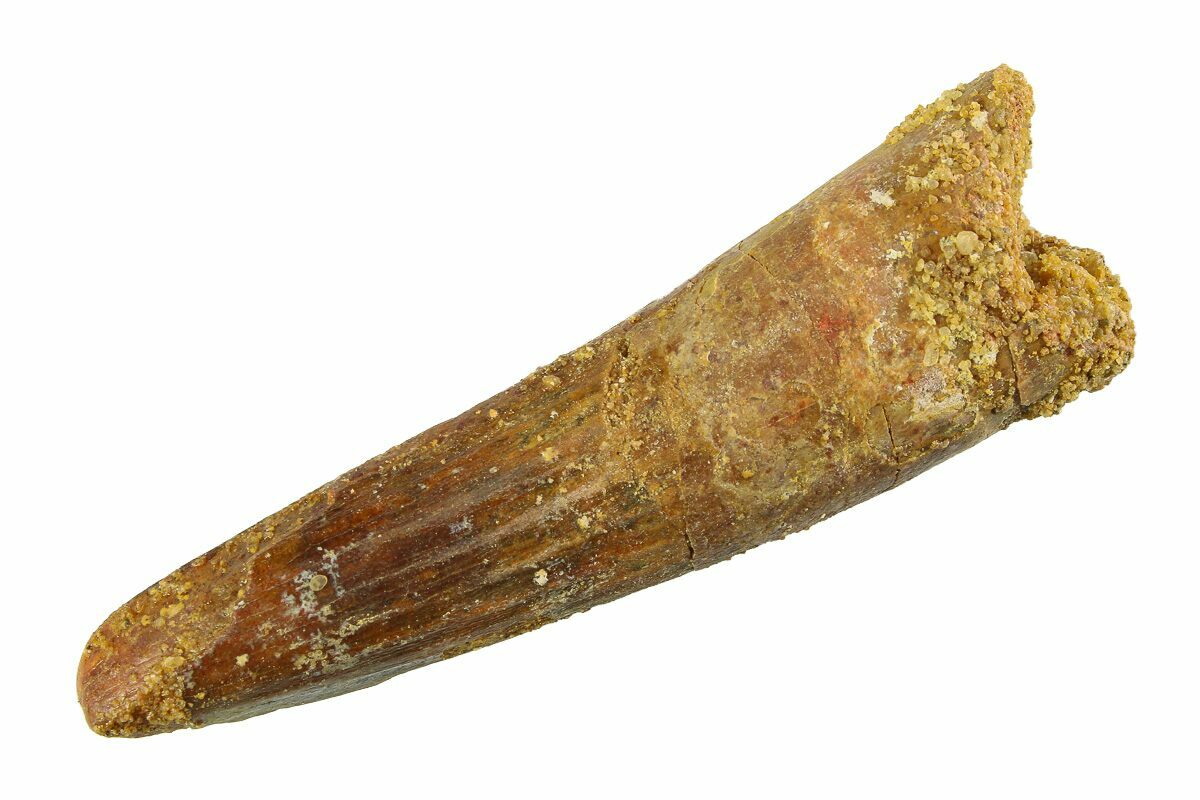 2.39" Fossil Spinosaurus Tooth - Real Dinosaur Tooth (#351554) For Sale ...