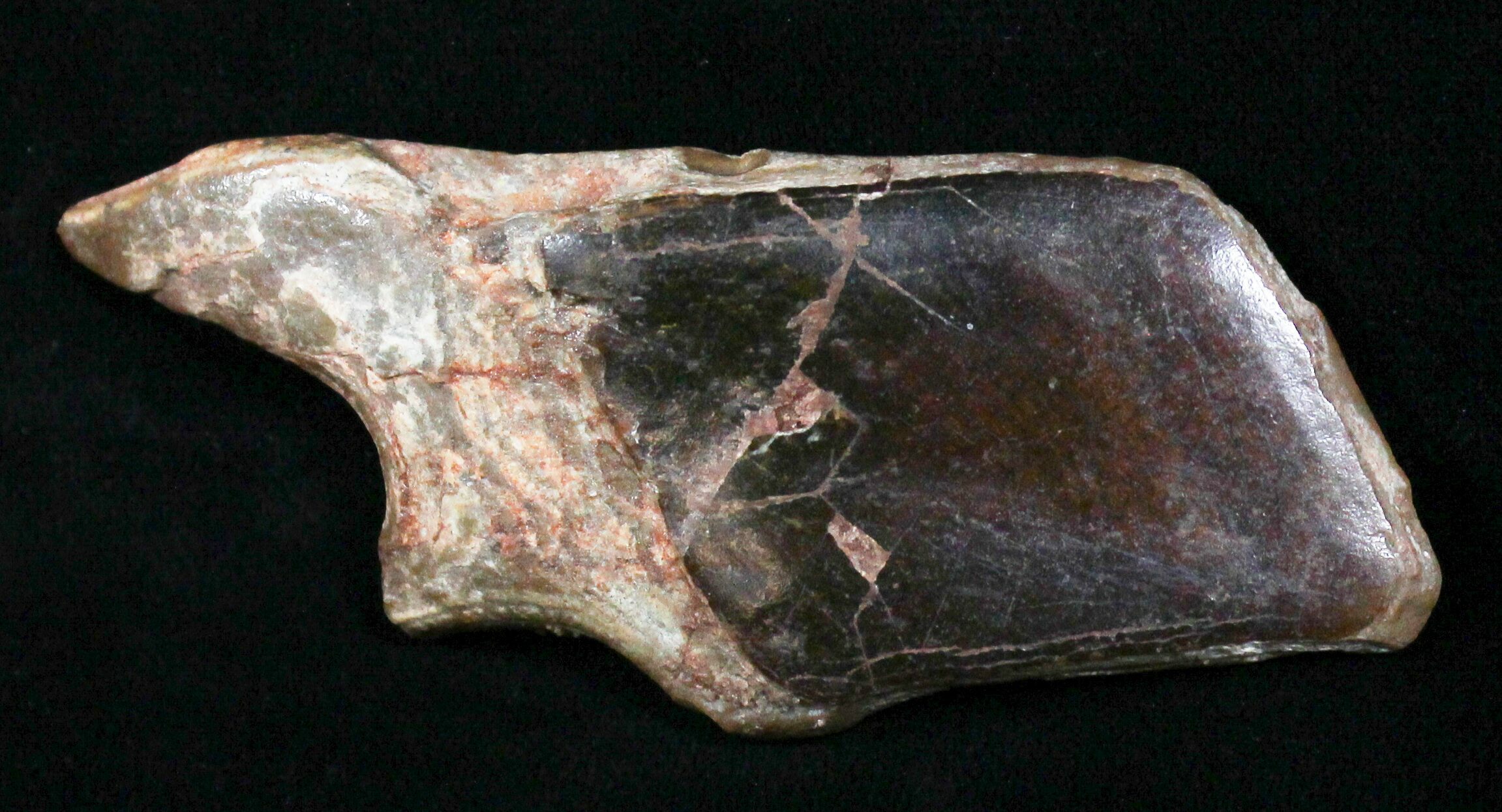 Huge 2.8" Gar Fish Scale - Kem Kem Beds (#18849) For Sale - FossilEra.com